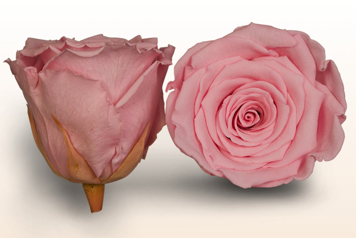 Konserverede roser - Lys rosa – Sweet Colours